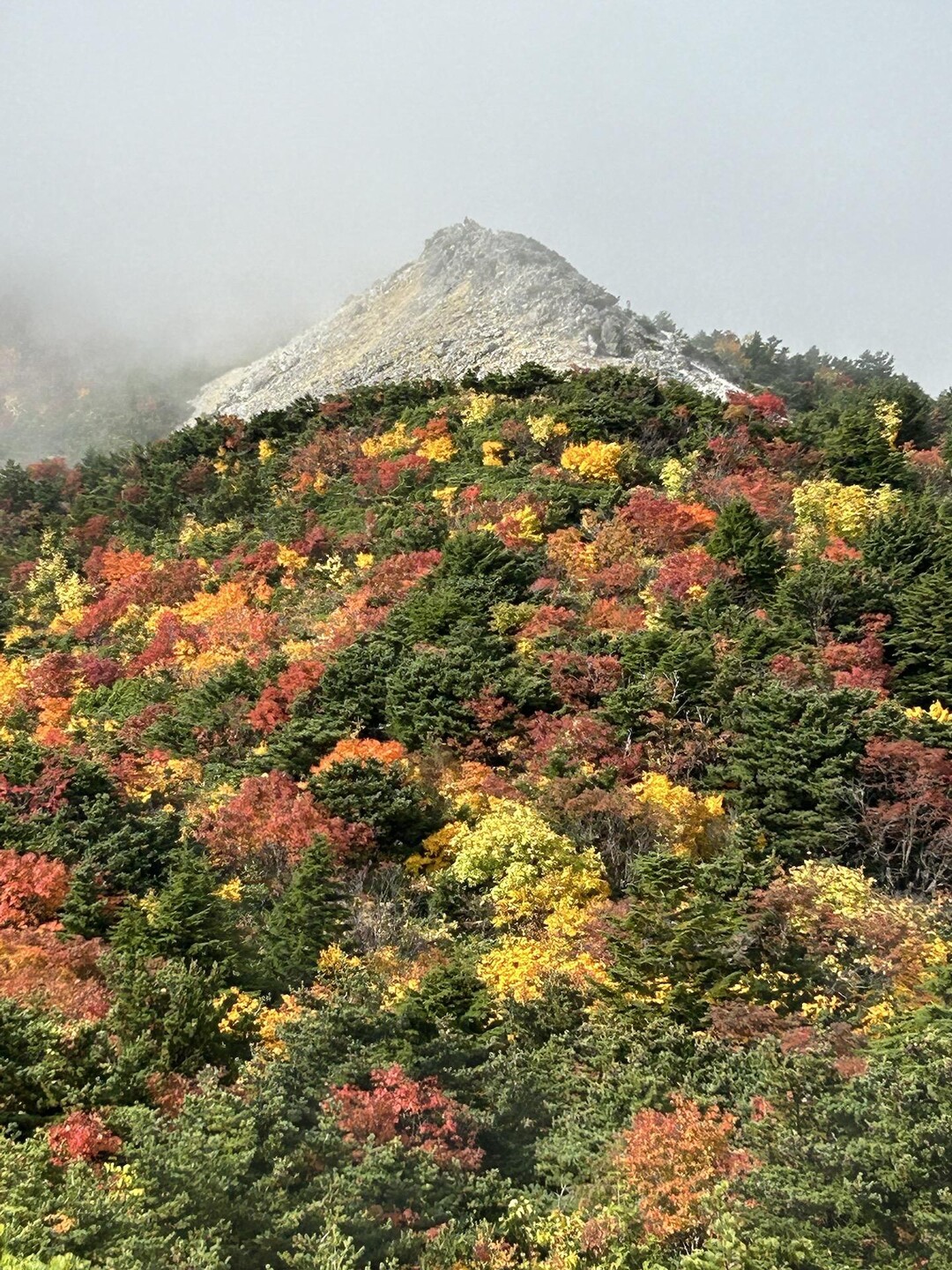 錦繍の紅葉 シモフリ新道で一切経山 / SunKingさんの吾妻山・一切経山の活動日記 | YAMAP / ヤマップ