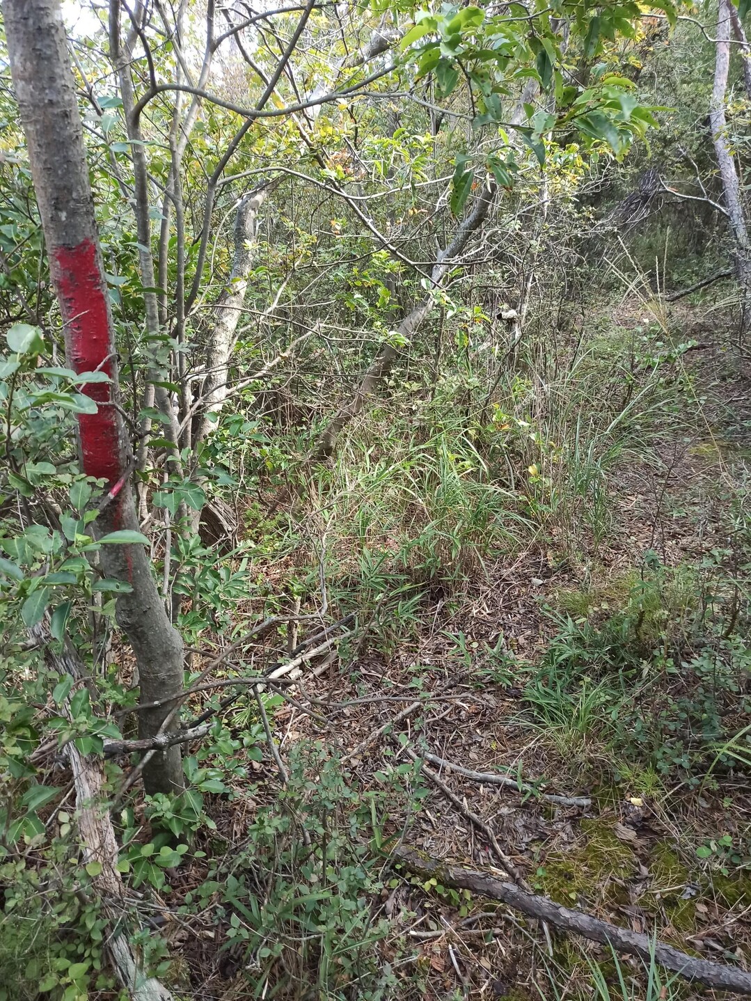 kost_japさんの投稿したフィールドメモ | YAMAP / ヤマップ