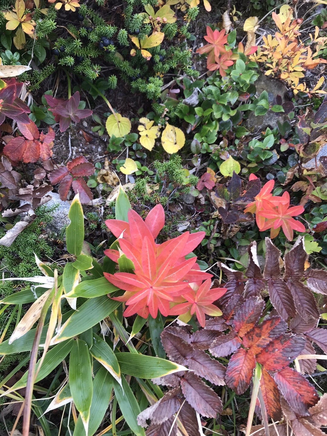 越前三ノ峰・三ノ峰・別山 / mi_chicoさんの白山・別山・銚子ヶ峰の活動データ | YAMAP / ヤマップ