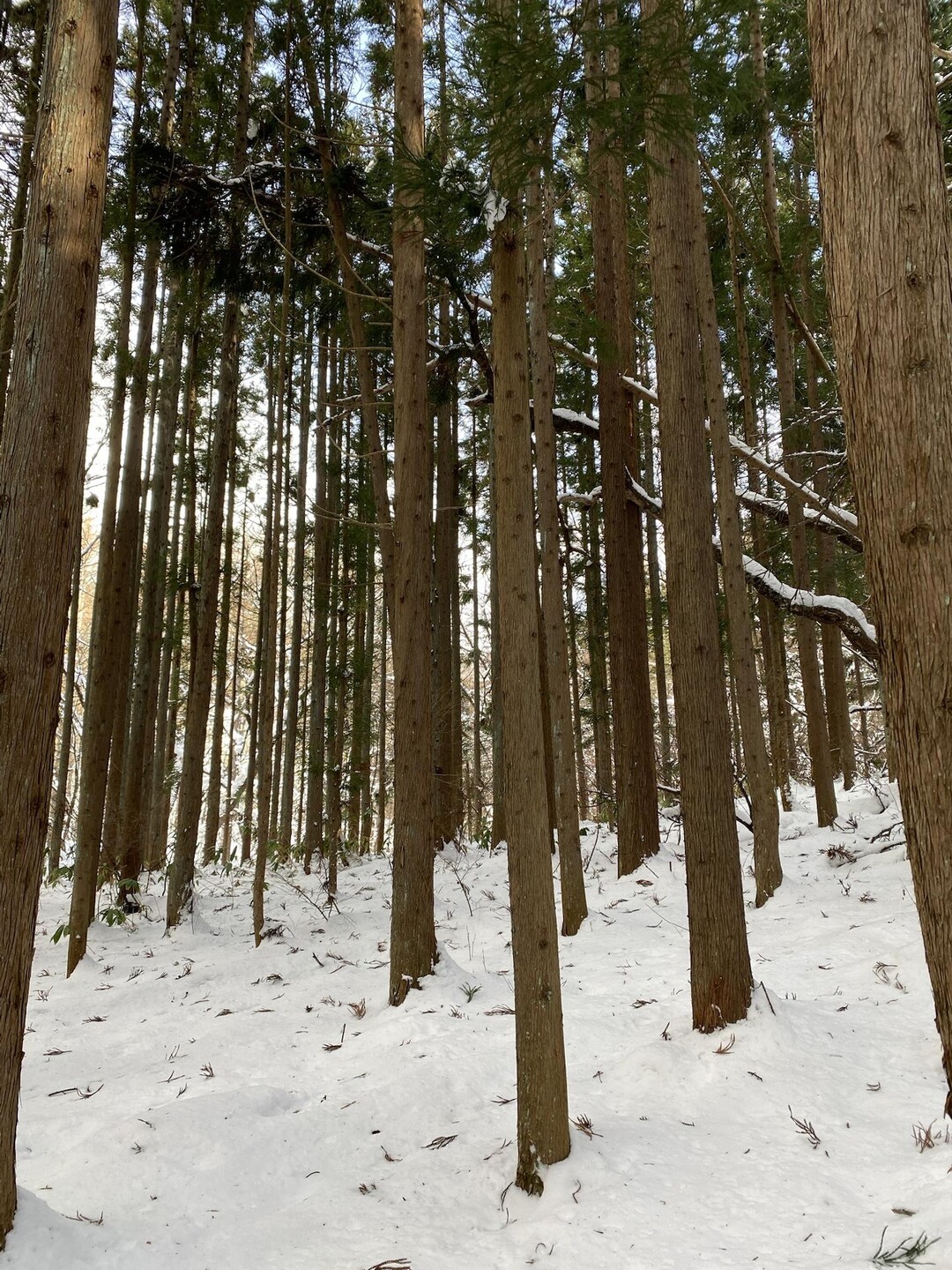 2024年 大晦日 椎茸のメンテナンス ... / hanasoramameさんのモーメント | YAMAP / ヤマップ