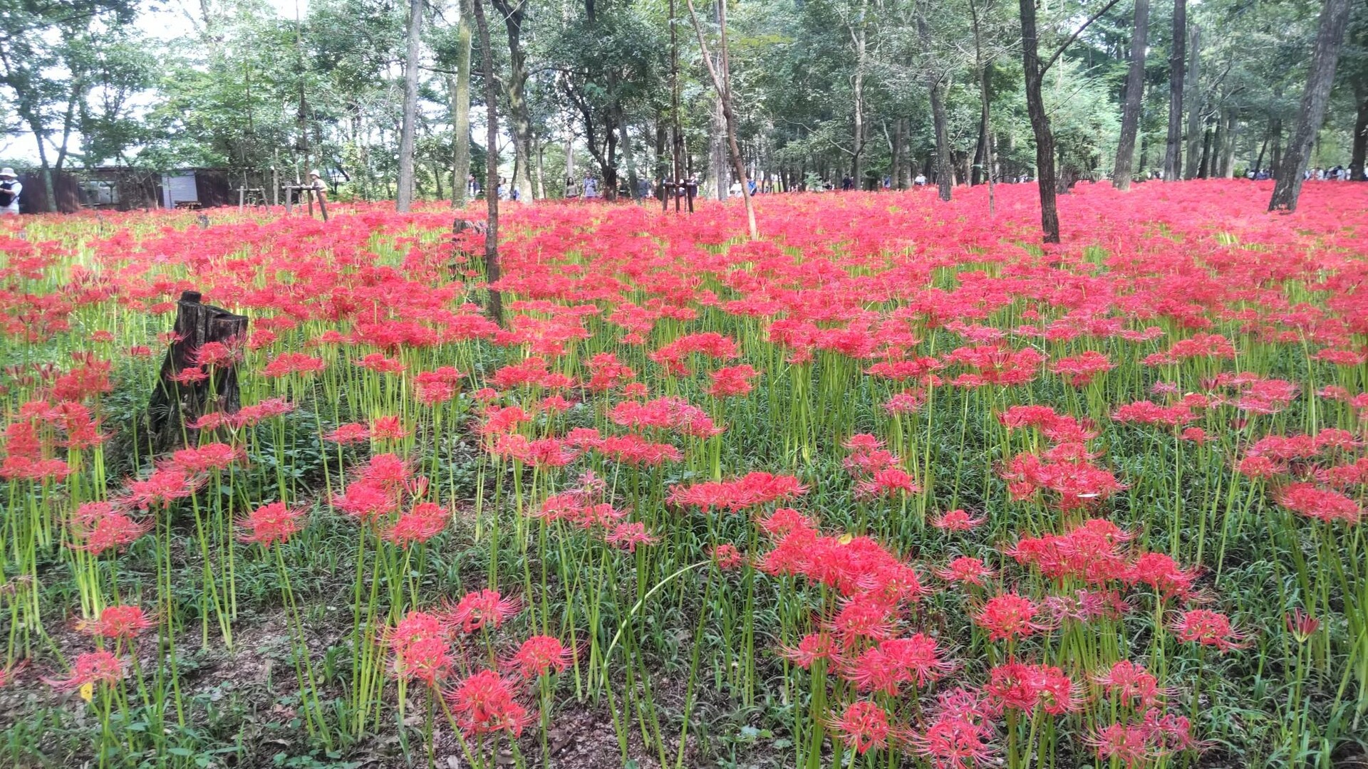 日和田山と曼珠沙華 / MORI-Pさんの日和田山・物見山の活動データ | YAMAP / ヤマップ