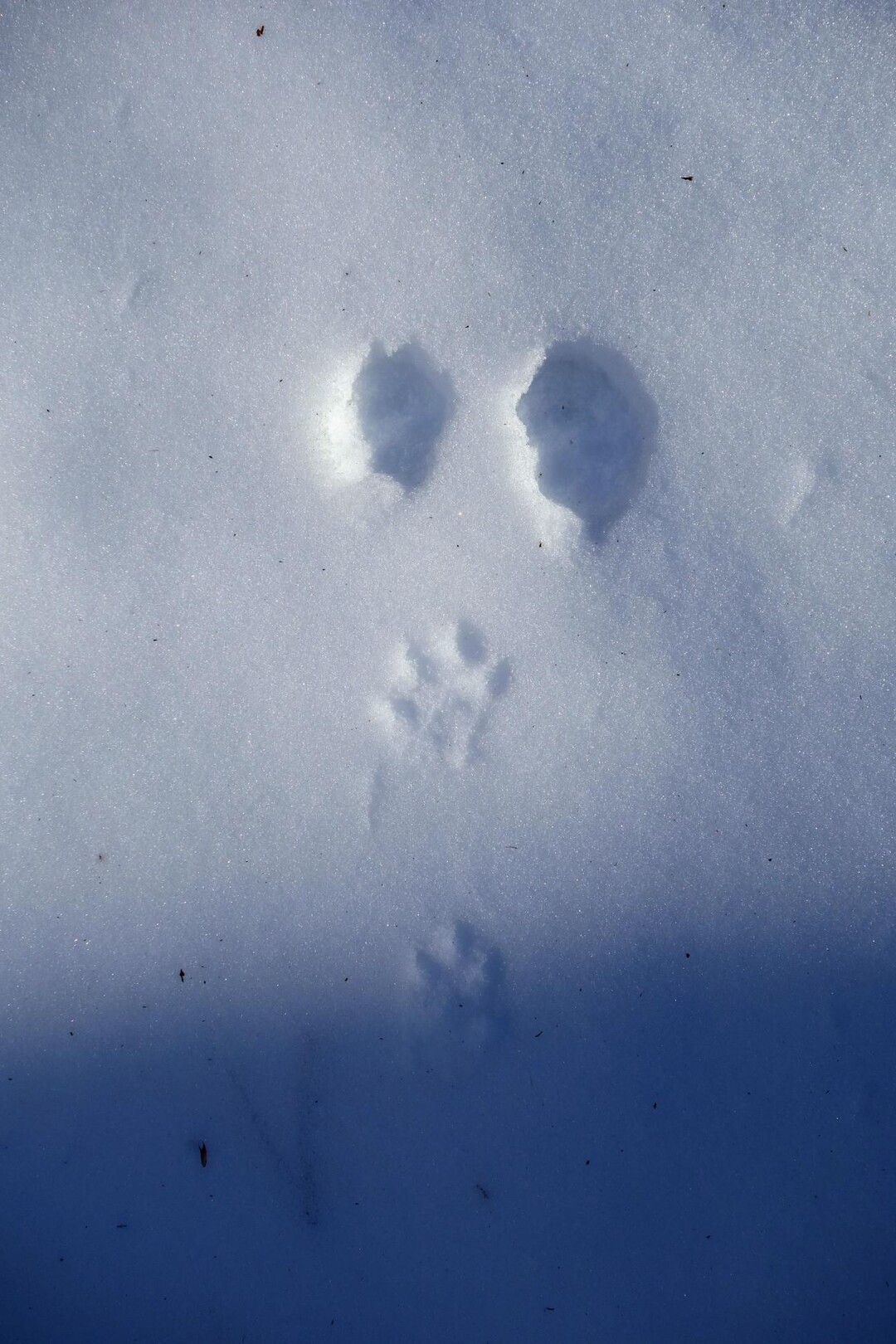 1/7 赤城自然園で🐾探し(📷は🐇... / Hikoさんのモーメント | YAMAP / ヤマップ