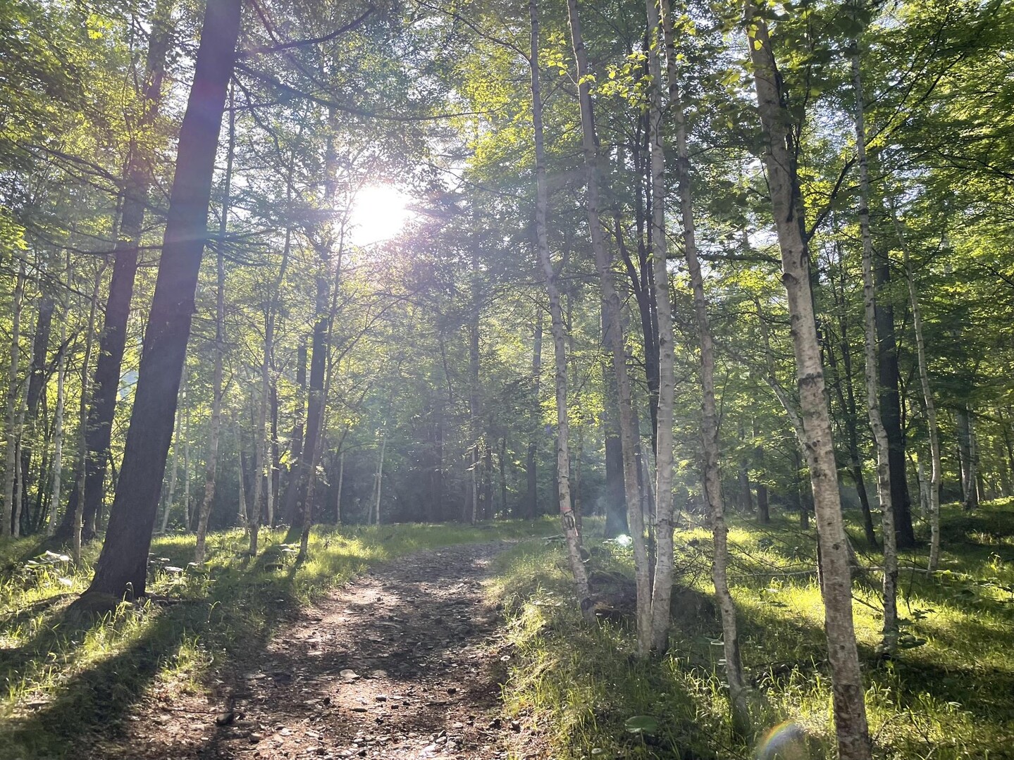 シャクナゲを求めて甲武信ヶ岳 / mutsukoさんの甲武信ヶ岳の活動データ | YAMAP / ヤマップ