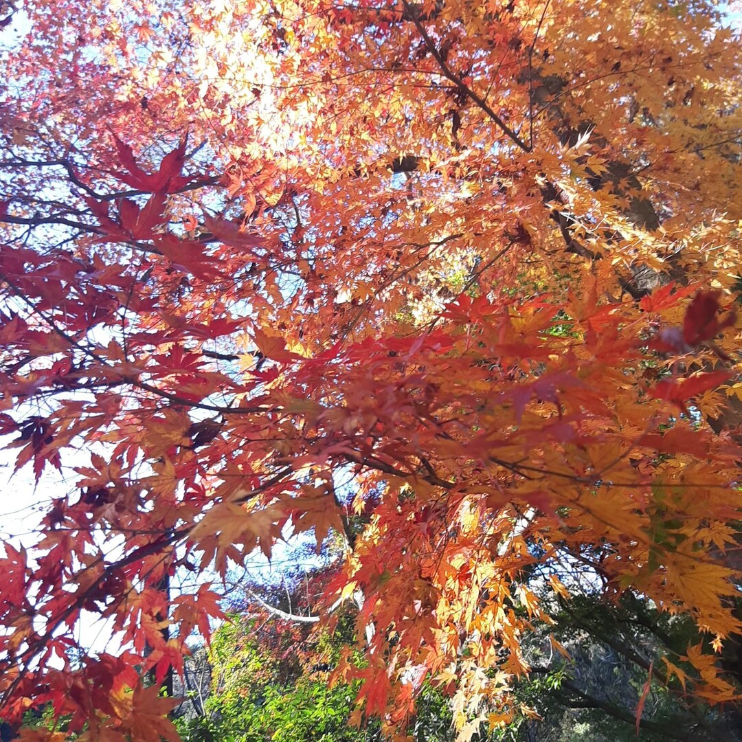 ふじ山 - VRWC 鎌倉アルプストレラン / NORさんの鎌倉アルプス（大平山・天台山）の活動データ | YAMAP / ヤマップ