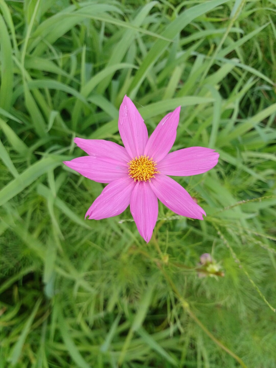 オオハルシャギク（大春車菊、大波斯菊、コ... / hiroさんのモーメント | YAMAP / ヤマップ