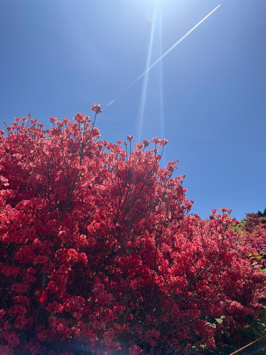 大和葛城山 / silkoさんの金剛山・二上山・大和葛城山の活動データ | YAMAP / ヤマップ