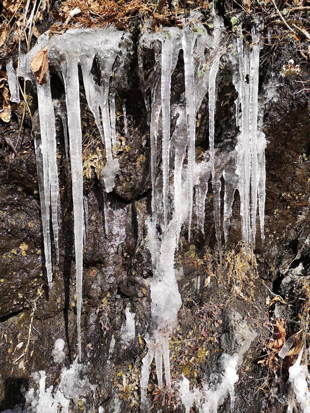 大札山 / JOJOヶ岳さんの大札山・三星山・白羽山の活動データ | YAMAP / ヤマップ