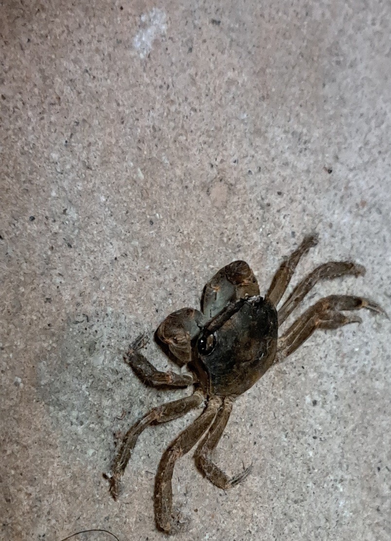 もう干からびてましたがサワガニかな？自宅... / tottinさんのモーメント | YAMAP / ヤマップ