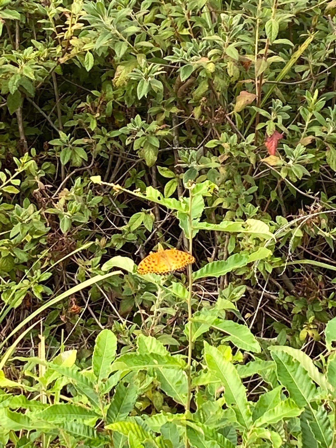 天王山 17 / tamakoyさんの天王山・誕生山の活動データ | YAMAP / ヤマップ