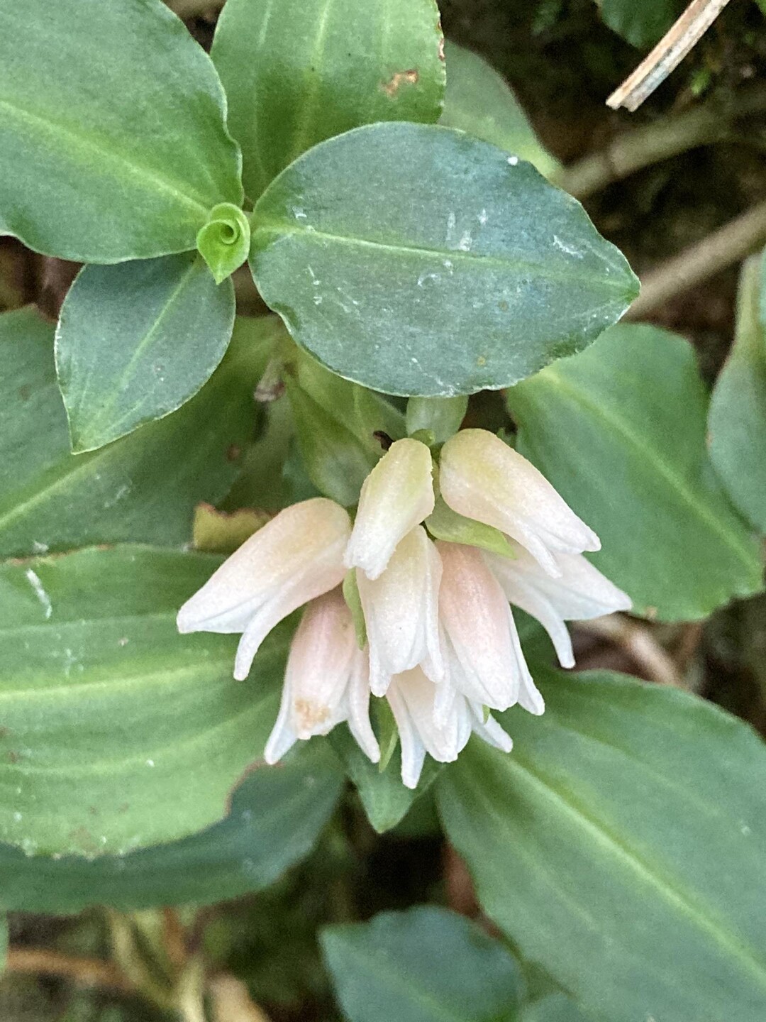 山歩 荒神山 曙繻子蘭🥰可愛いいなぁ... / AOさんのモーメント | YAMAP / ヤマップ