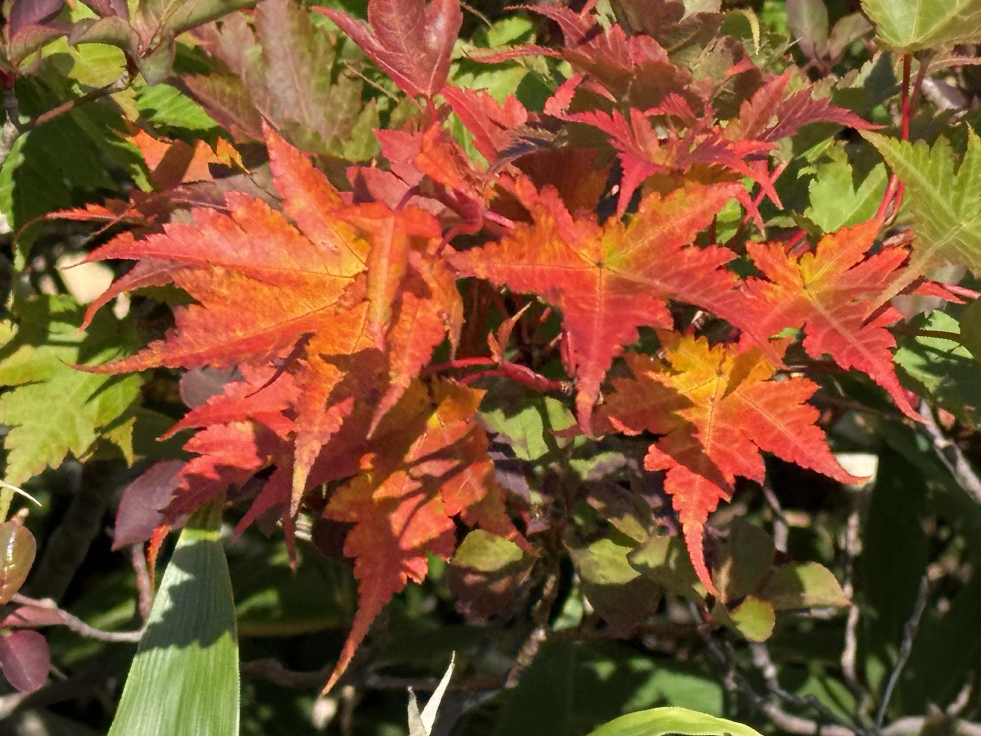 東栗駒山・栗駒山(須川岳) 岩頭まで 今日の秋の彩りの様子 / ischanさんの栗駒山（須川岳）・秣岳・虚空蔵山の活動データ | YAMAP ...