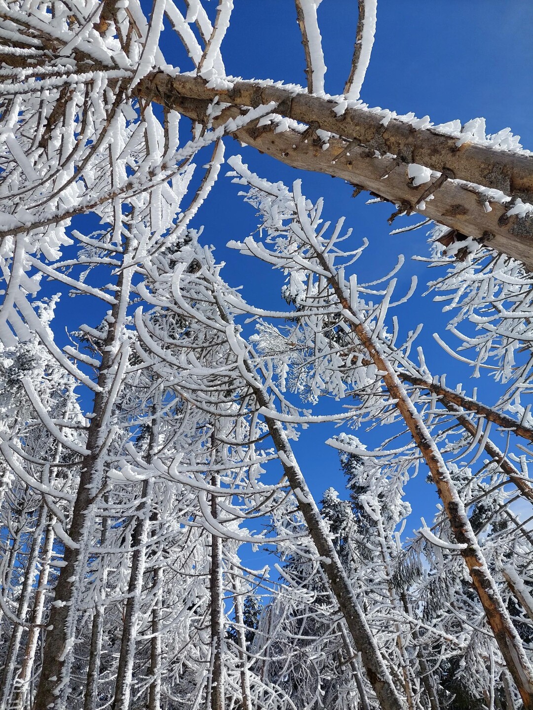 北横岳・三ッ岳・縞枯山 / etsukoさんの蓼科山・横岳・縞枯山の活動データ | YAMAP / ヤマップ