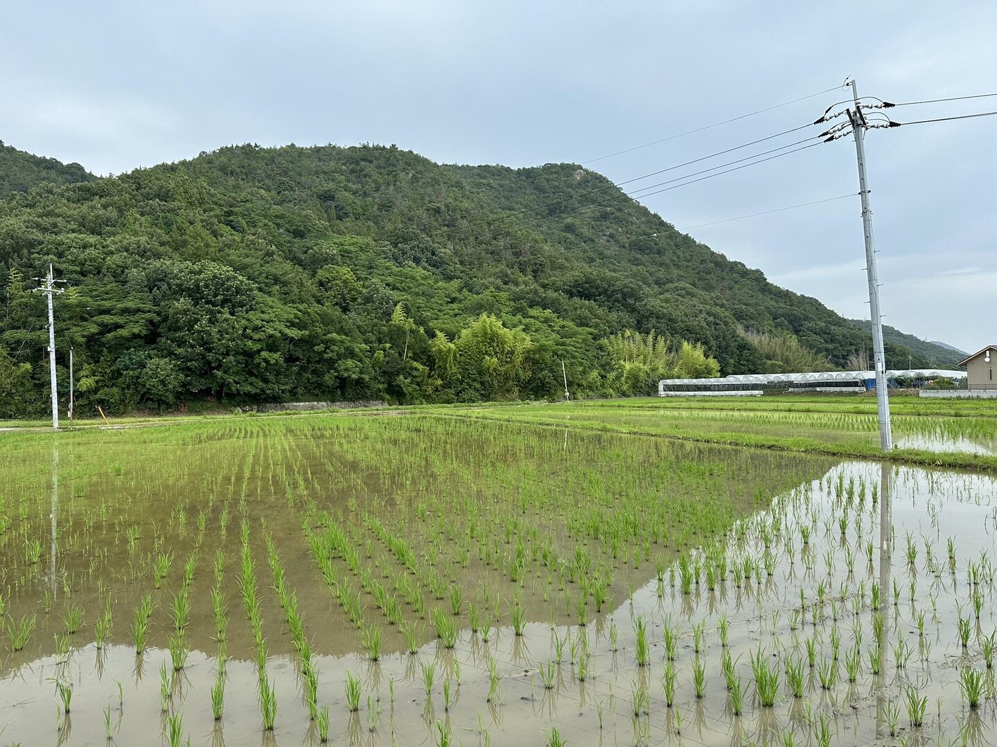 岩倉山 ️初夏、案の定のヤブ💦 / GOSAYさんの芥子山・シャシャ木山の活動データ | YAMAP / ヤマップ