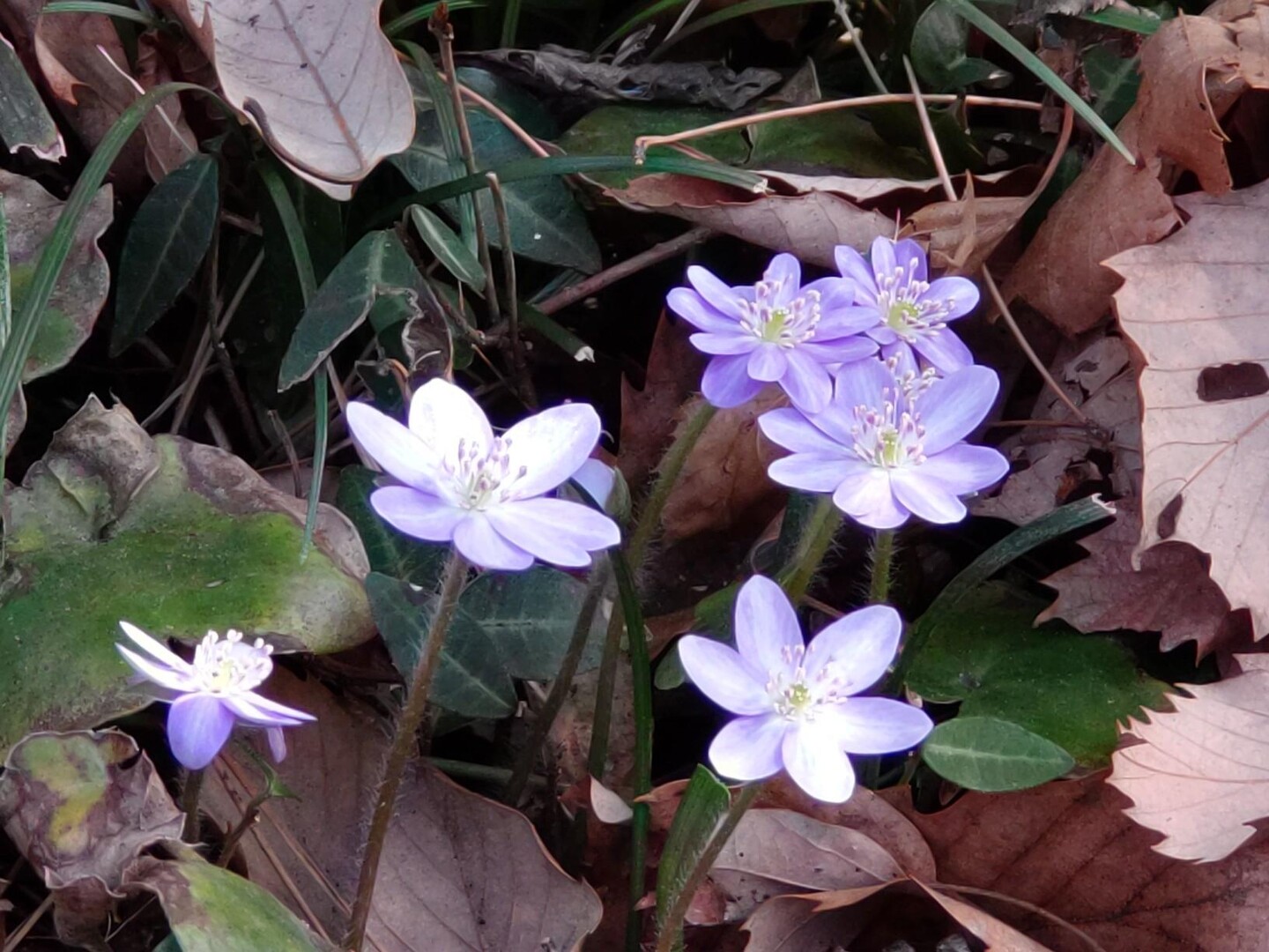 今日も三毳山を歩いて来ました。いろいろな... / yokkoさんのモーメント | YAMAP / ヤマップ