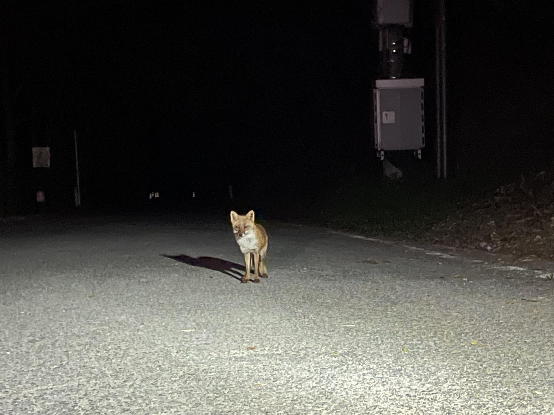 脊振山系全山縦走DNF😢 / あずきさんの二丈岳・十坊山の活動データ | YAMAP / ヤマップ