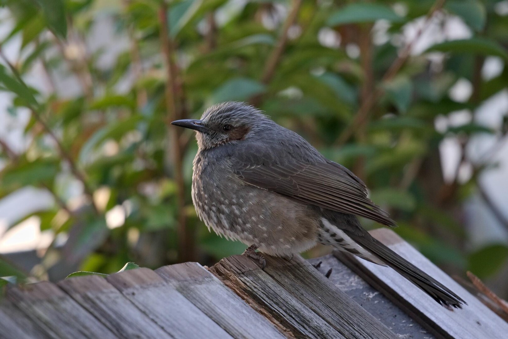柴犬ハクの小屋にヒヨドリ 寒そう🥶 / GTさんのモーメント | YAMAP / ヤマップ