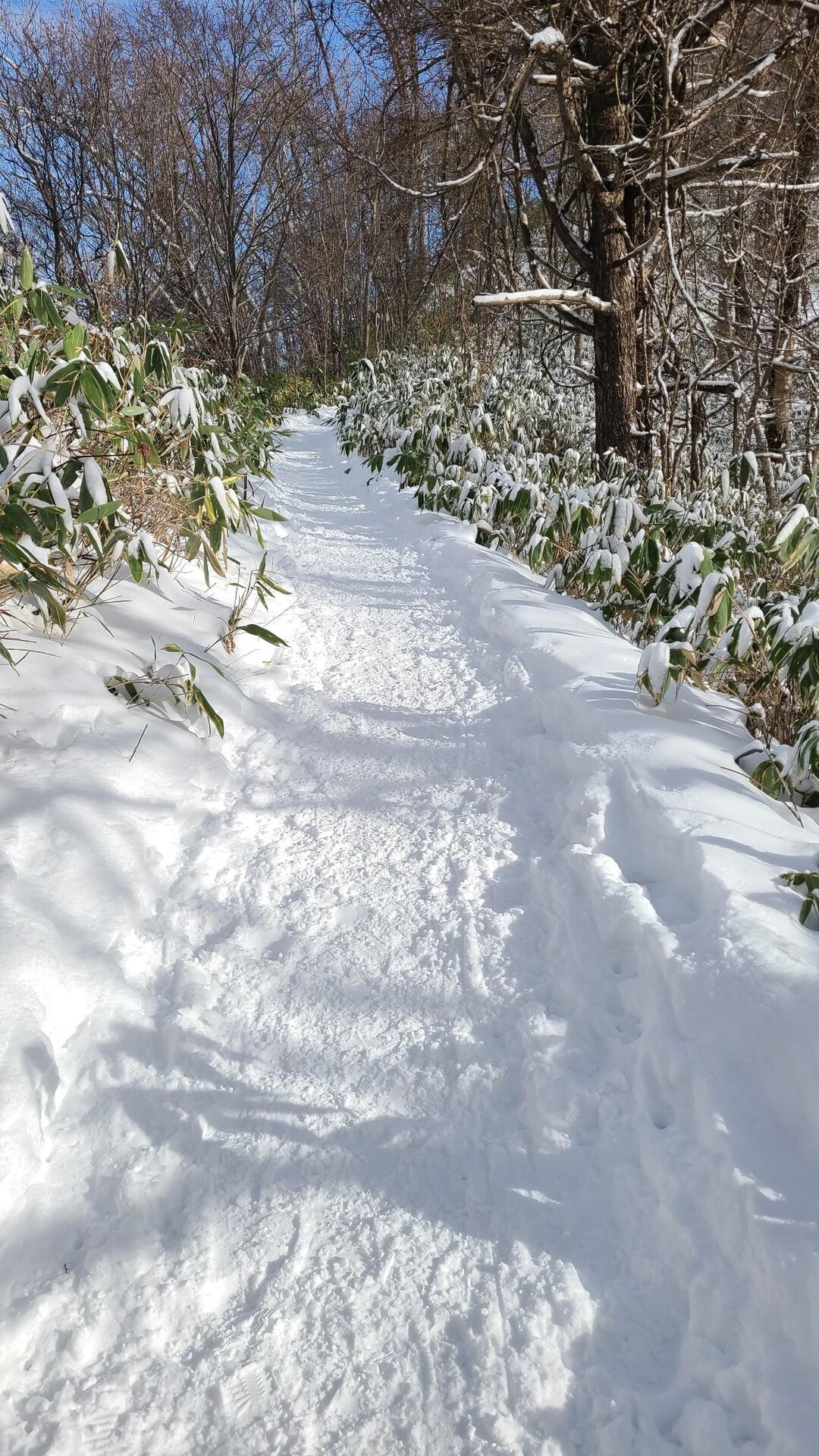 藻岩山#128 新年スタート🎍 / ふっくんさんの藻岩山の活動データ | YAMAP / ヤマップ