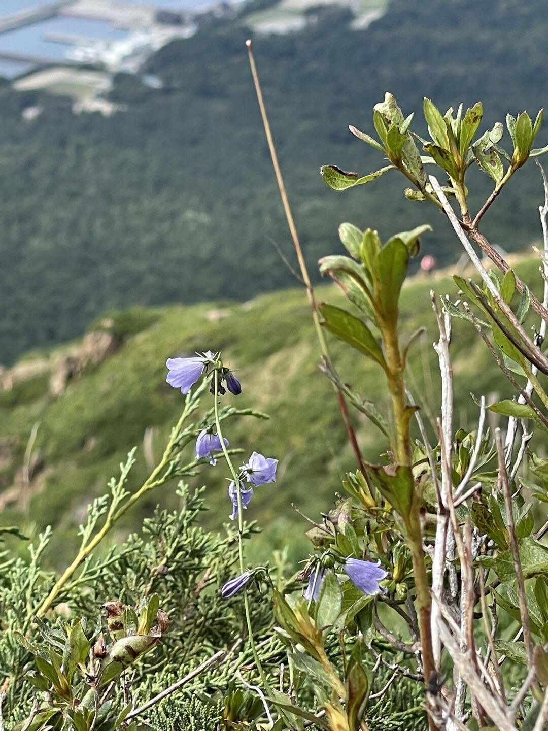 アポイ岳 / izumi.moさんのアポイ岳の活動データ | YAMAP / ヤマップ