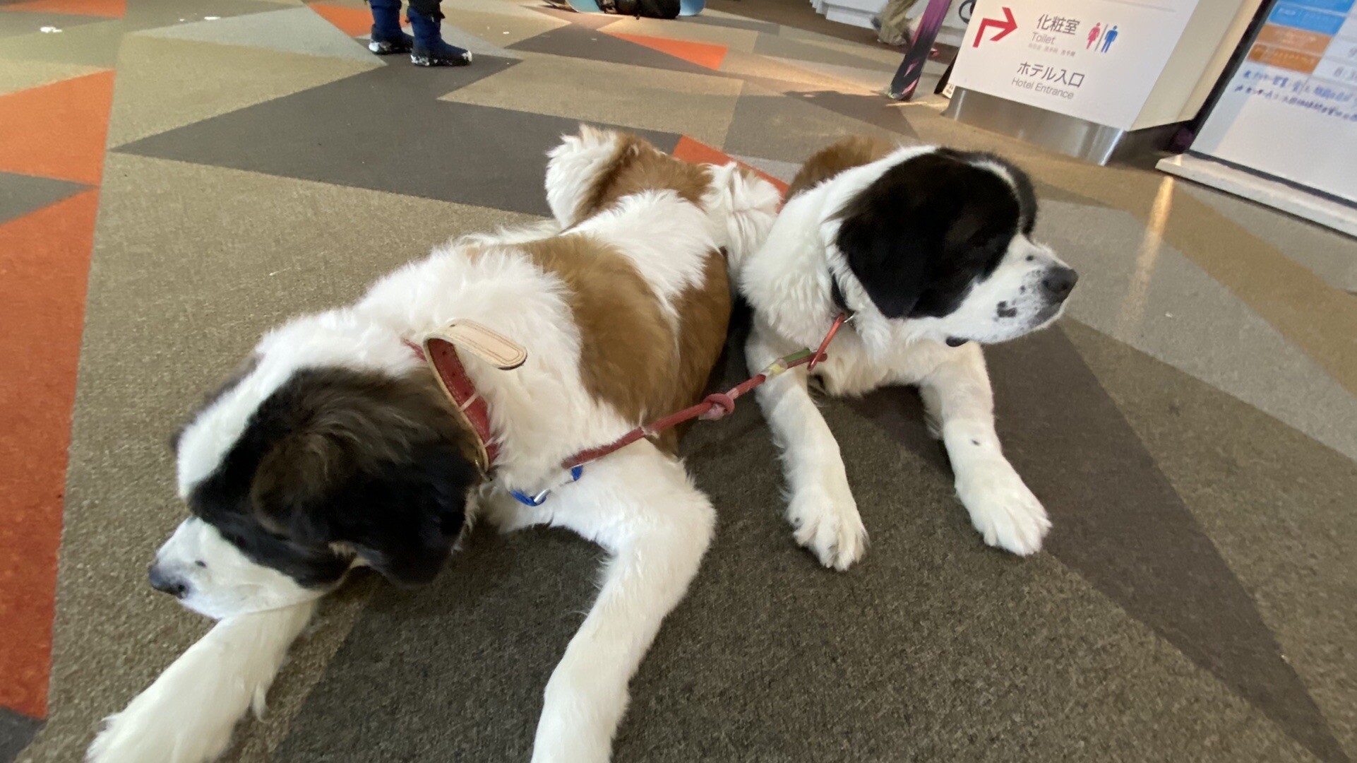 キロロリゾート-2021-12-30 / maaさんの余市岳・定山渓天狗岳の活動データ | YAMAP / ヤマップ