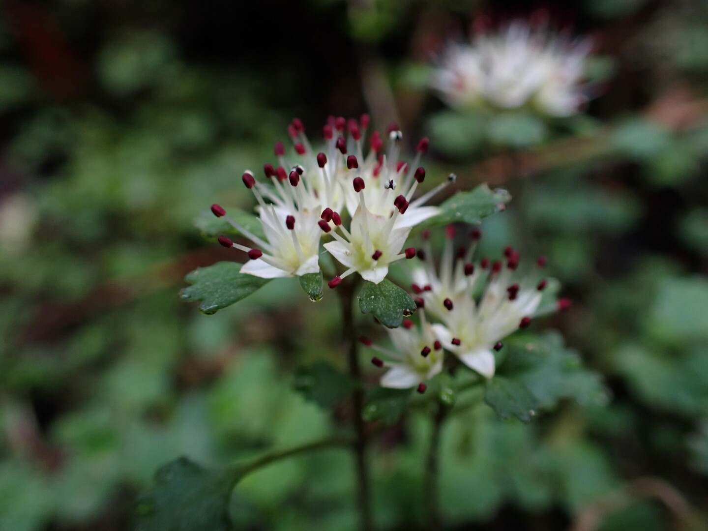 金剛山・シロバナネコノメソウ🌸トウゴクサバノオ🌼 / sinoさんさんの金剛山・二上山・大和葛城山の活動データ | YAMAP / ヤマップ