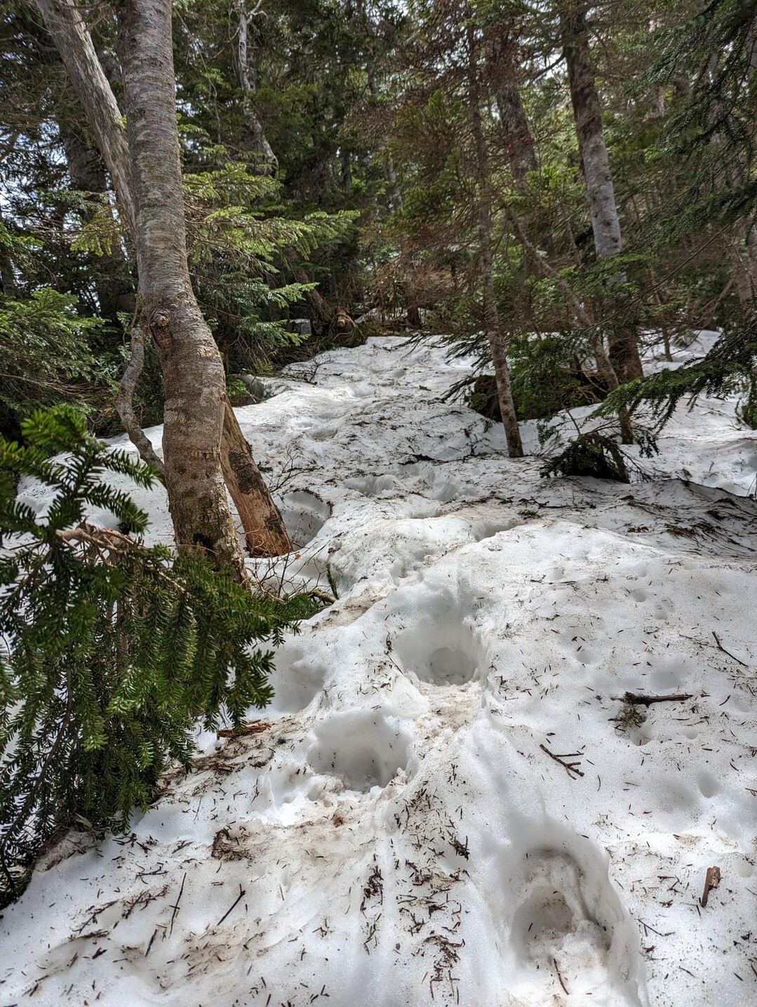 前常念岳・常念岳・蝶槍・蝶ヶ岳 / ko-riさんの常念岳・大天井岳・燕岳の活動データ | YAMAP / ヤマップ