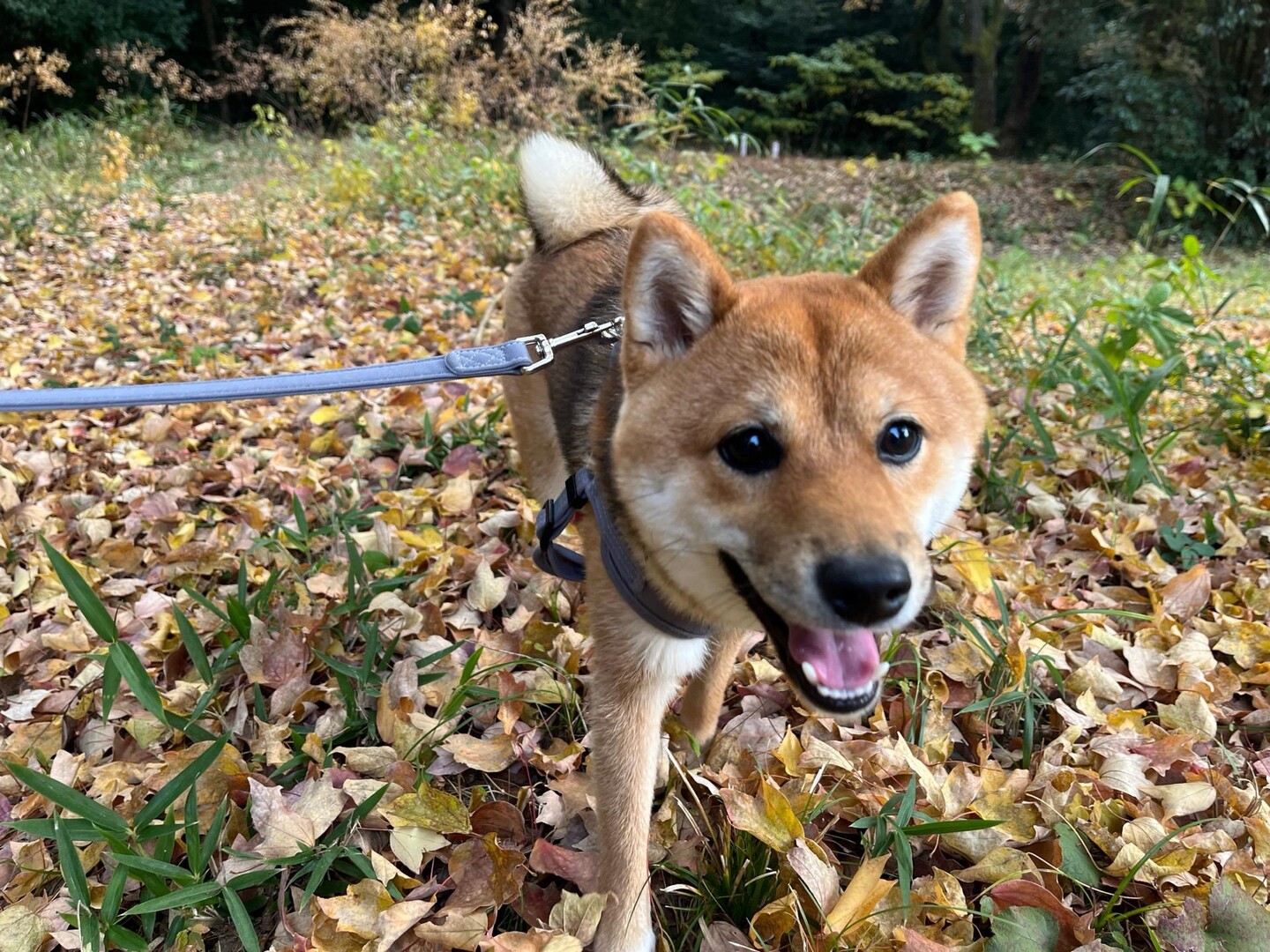 豆柴まめ太と行く立田山🐶🐾 / nanamiさんの立田山の活動データ | YAMAP / ヤマップ