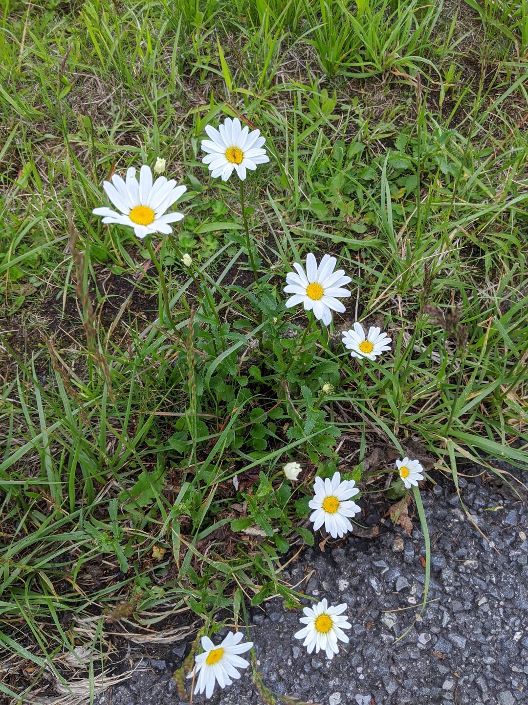 フランスギク（多分） マーガレットでは... / YOLOさんのモーメント | YAMAP / ヤマップ