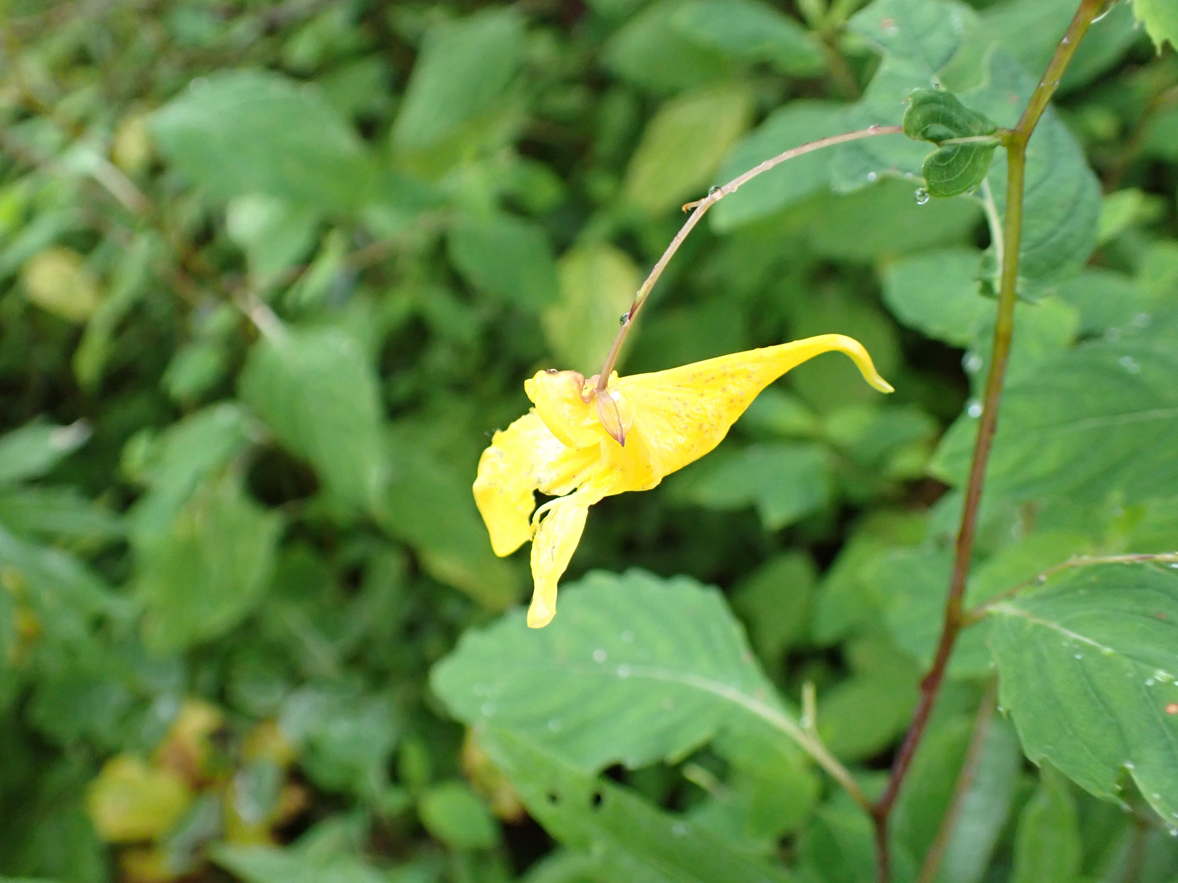 八島湿原 / chamokichiさんの霧ヶ峰・車山・大笹峰の活動データ | YAMAP / ヤマップ