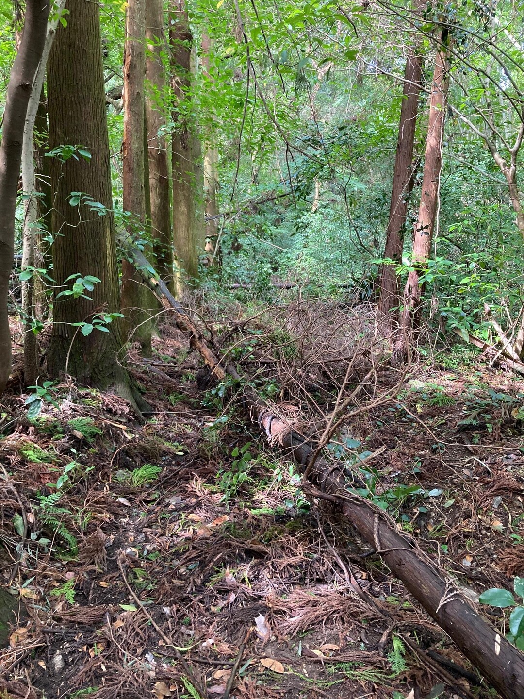 ffさんの投稿したフィールドメモ | YAMAP / ヤマップ
