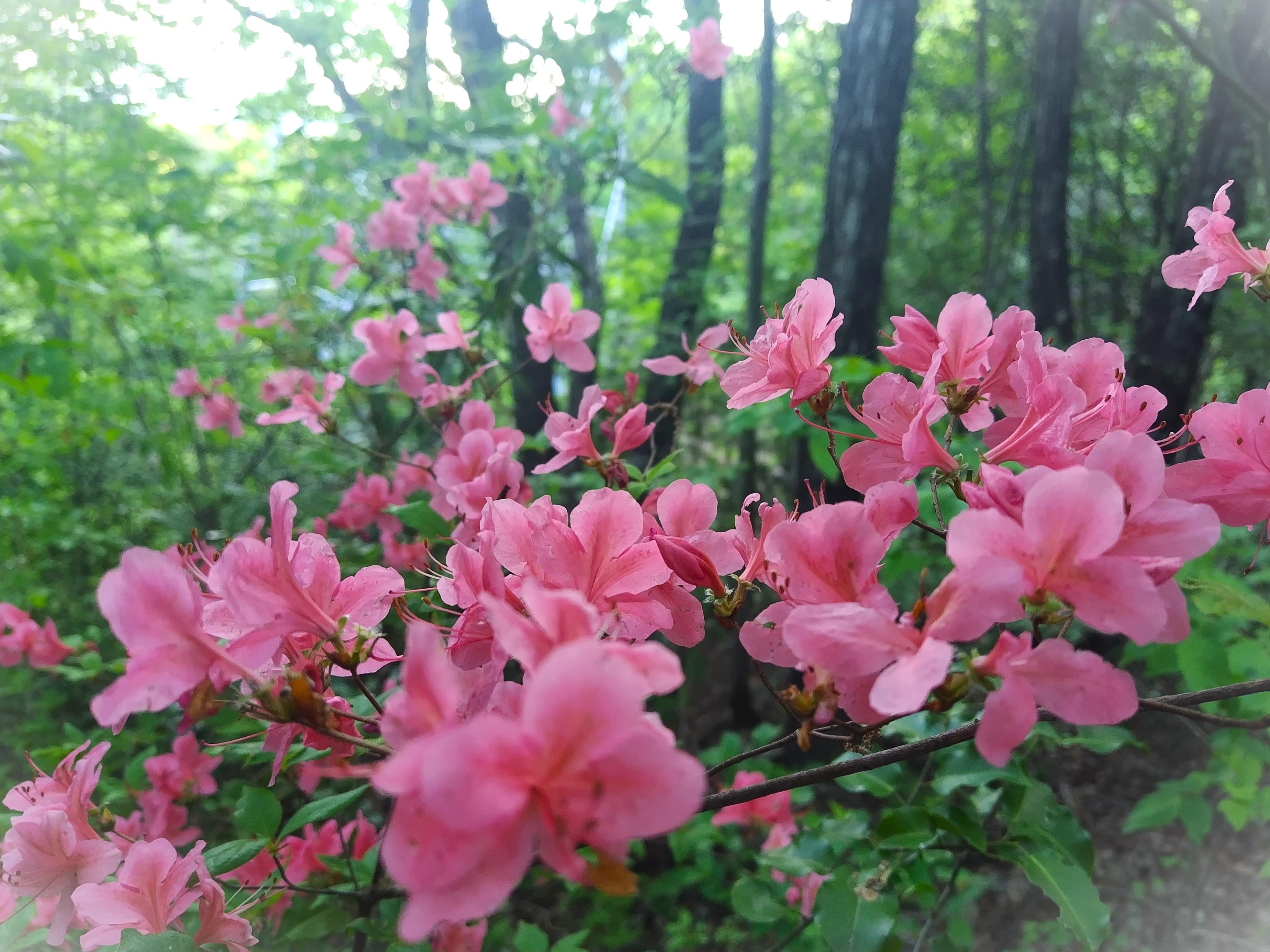 米田白山・馬串山 / TOMTOMさんの米田白山の活動データ | YAMAP / ヤマップ