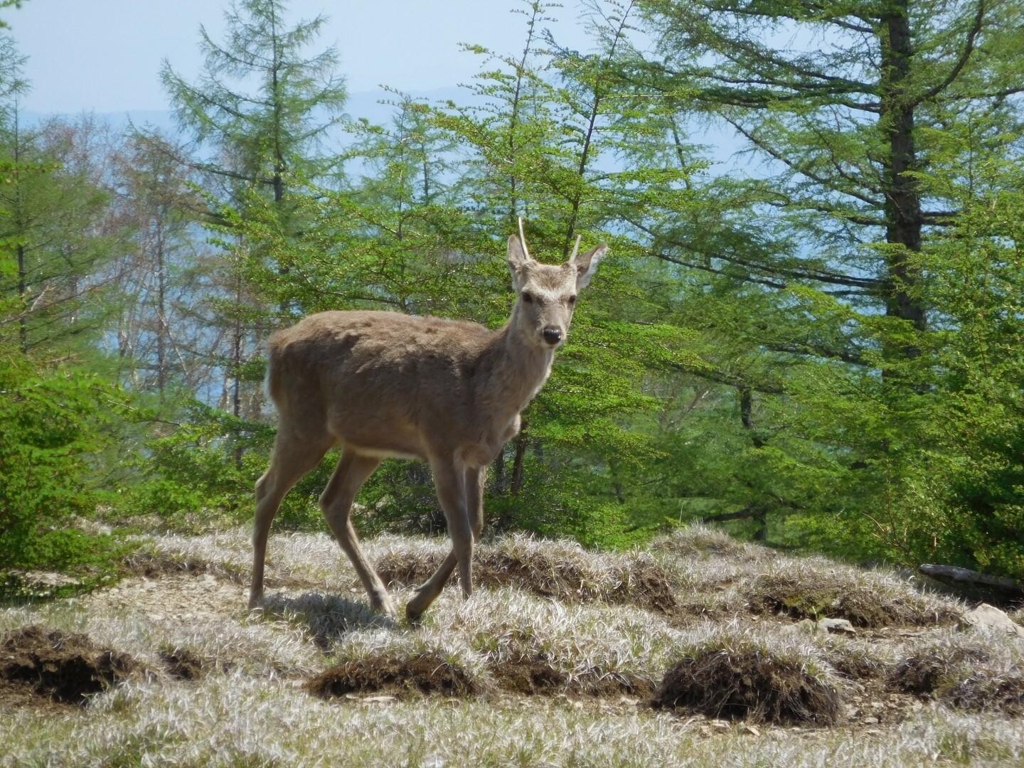 雲取山にて鹿さんに遭遇😄 / モモタンさんのモーメント | YAMAP / ヤマップ