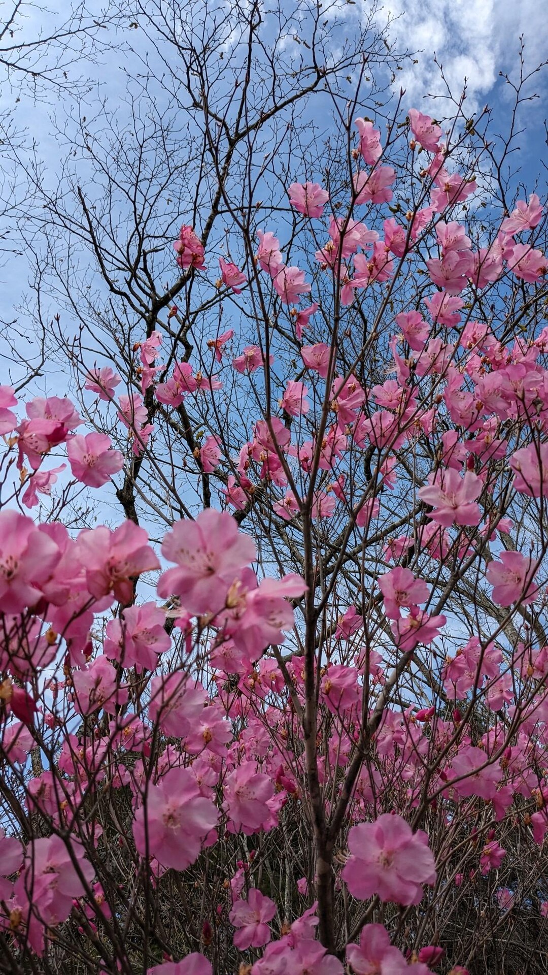 八方ヶ原おさんぽ / m93さんの高原山・釈迦ヶ岳・鶏頂山の活動データ | YAMAP / ヤマップ