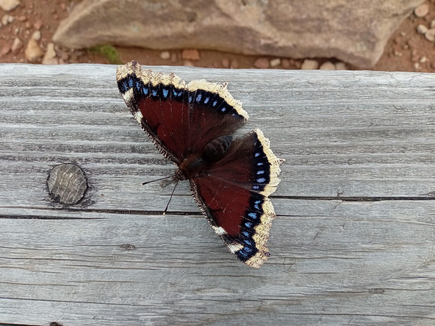 剣が峰・朝日岳・1900m峰・茶臼岳(那須岳) / ちゃりさんの茶臼岳（那須岳）・三本槍岳・赤面山の活動データ | YAMAP / ヤマップ