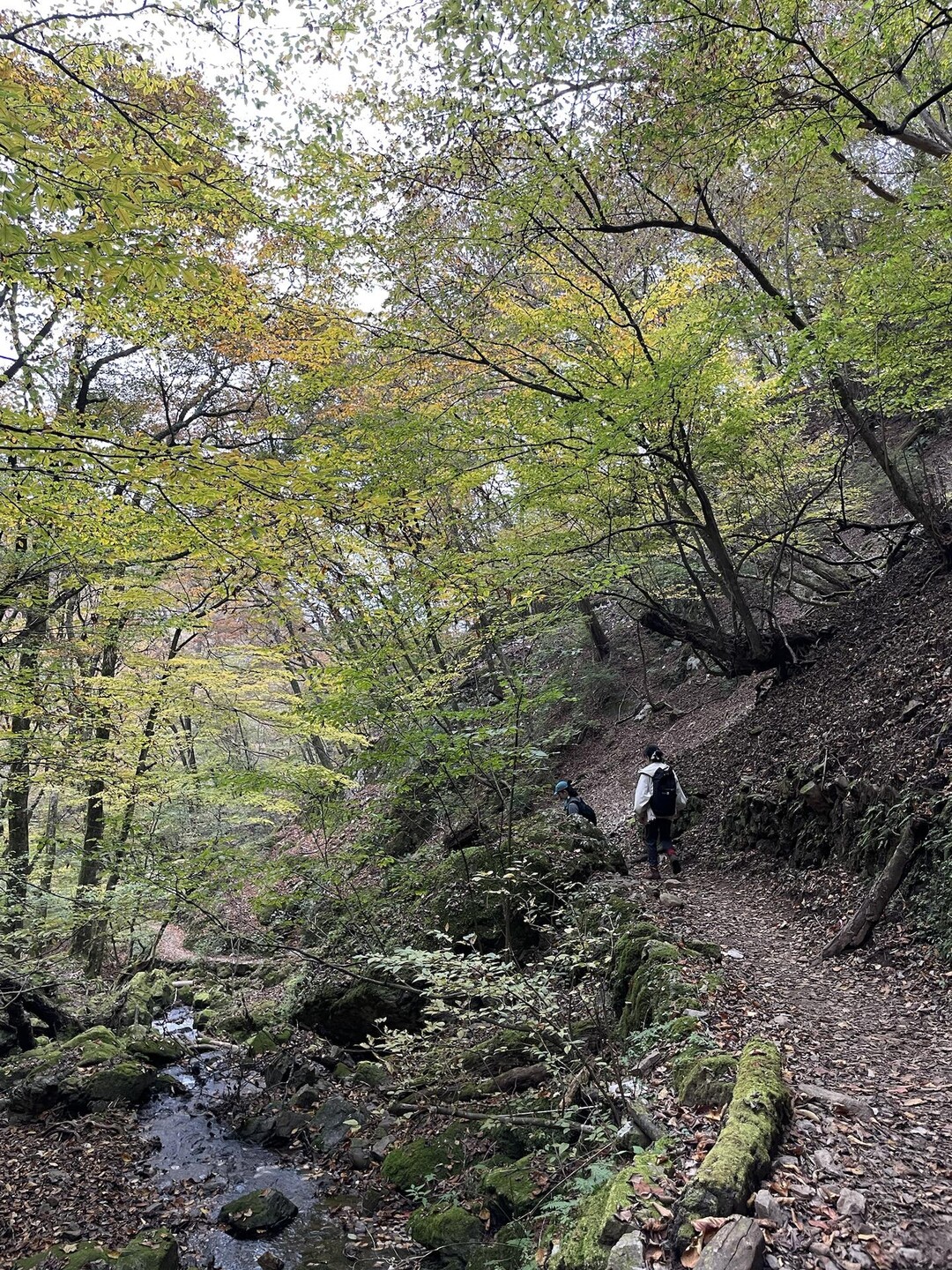 ウォーキング-2024-11-14 / minamiさんの大岳山・御岳山・御前山の活動データ | YAMAP / ヤマップ