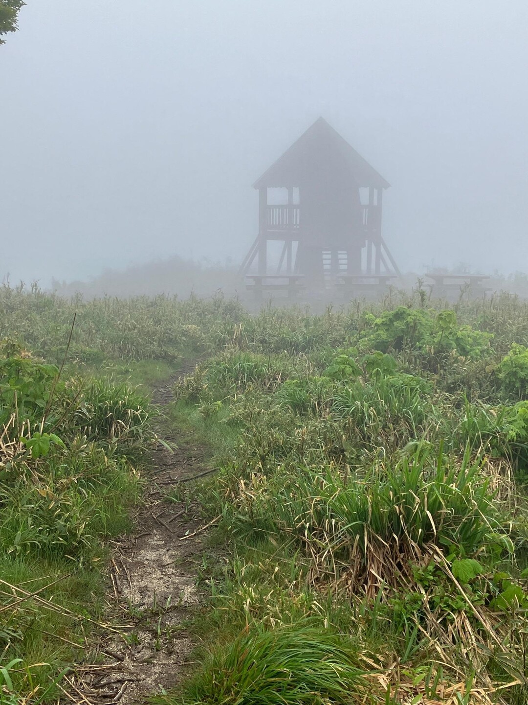 高清水高原・大畝山・御林山・池川山・丸山・ブナの谷頭・霧ヶ原・伯州山 / Ei.tさんの伯州山・霧ヶ原の活動データ | YAMAP / ヤマップ