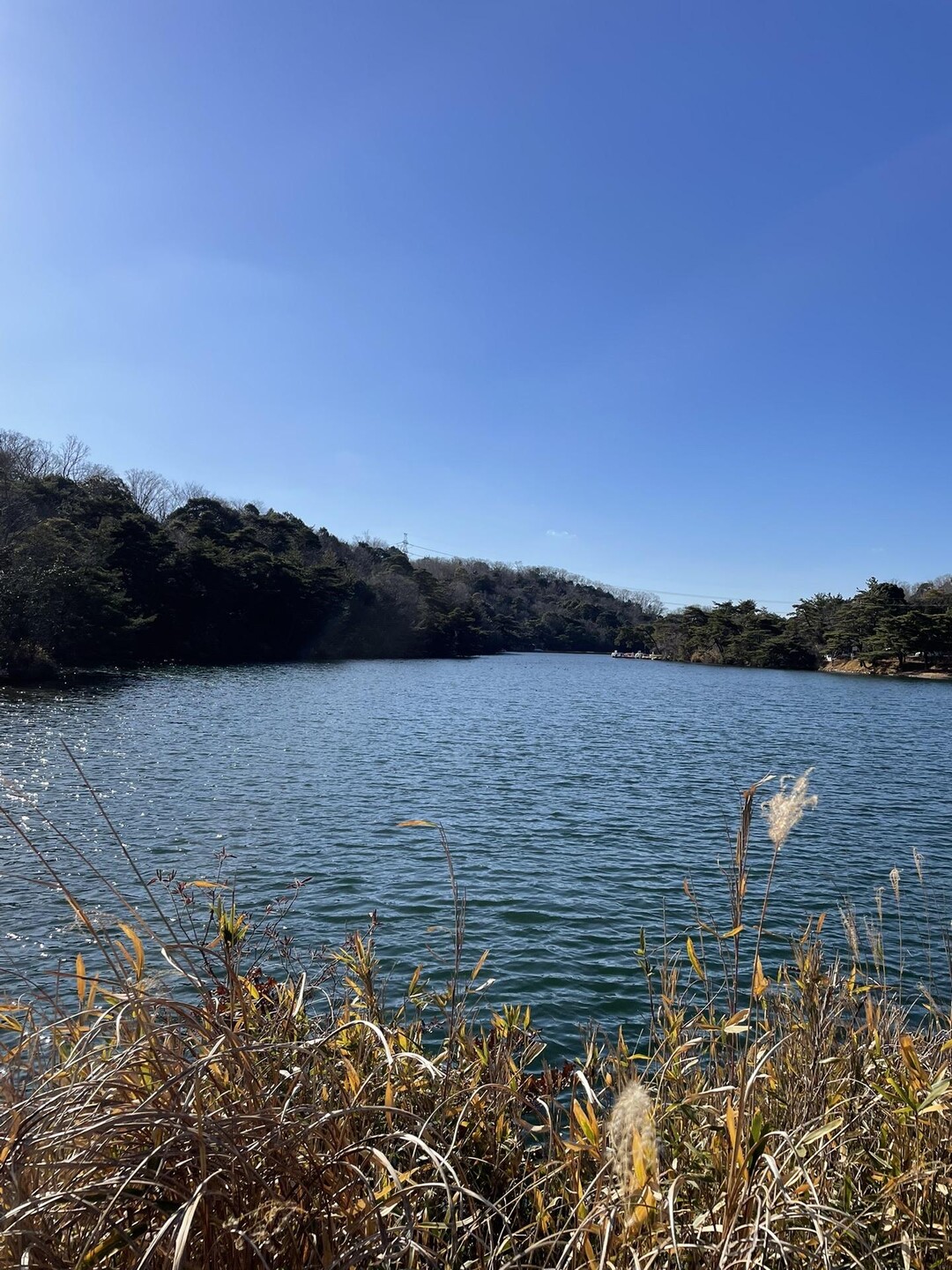 やっと2km / 寺ちゃんさんの交野山・国見山の活動データ | YAMAP / ヤマップ