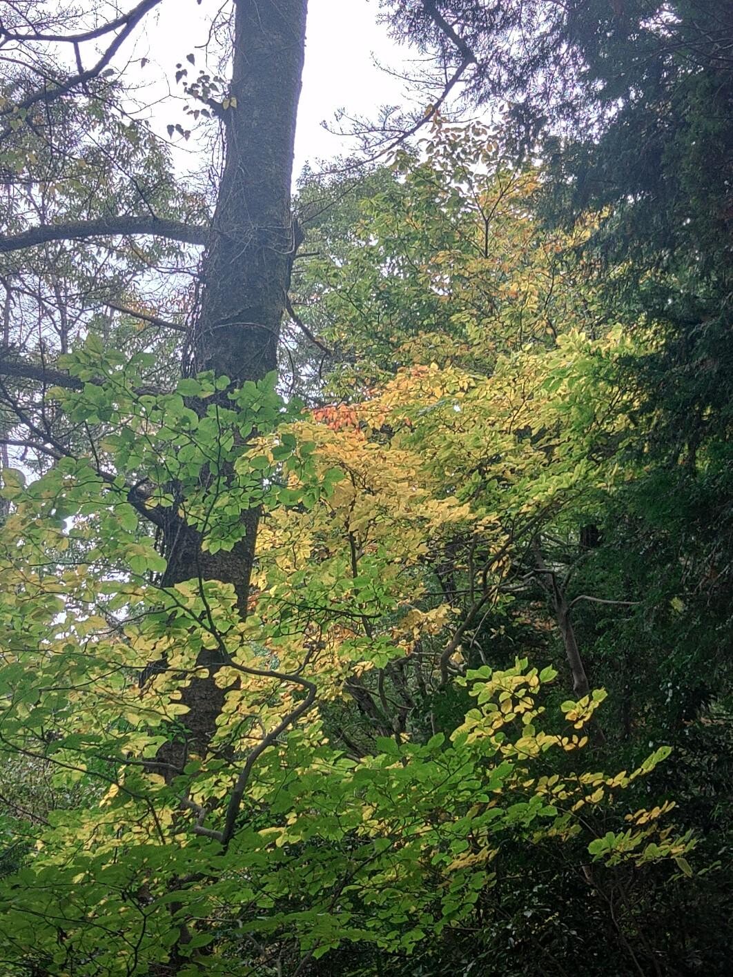 さくっと裏高尾(北高尾？) / KOROさんの高尾山・陣馬山・景信山の活動データ | YAMAP / ヤマップ