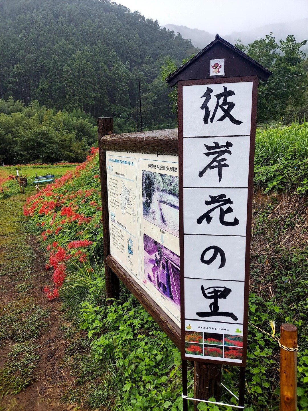 今日は小雨降る中、彼岸花を愛でに日向薬師... / Kおじさんのモーメント | YAMAP / ヤマップ