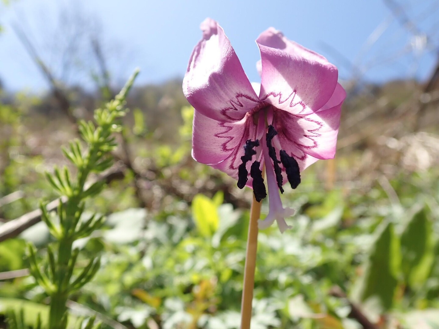 天子山 / sumiさんの大佛寺山の活動データ | YAMAP / ヤマップ