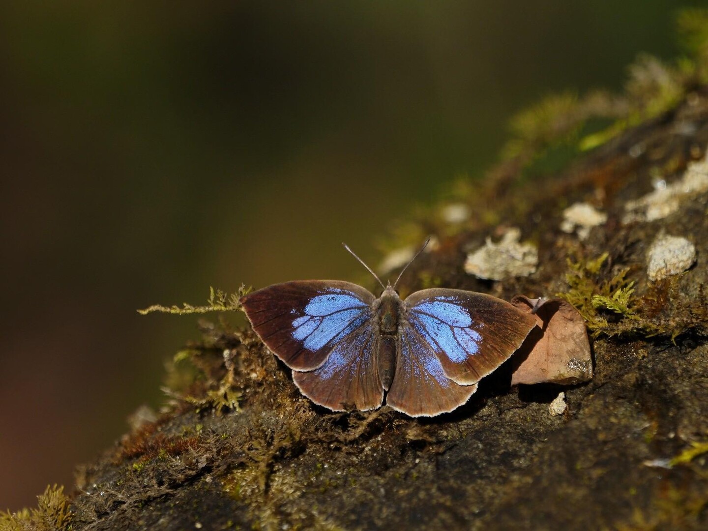 成虫で越冬し、関東では千葉県にしか居ない... / JICKさんのモーメント | YAMAP / ヤマップ