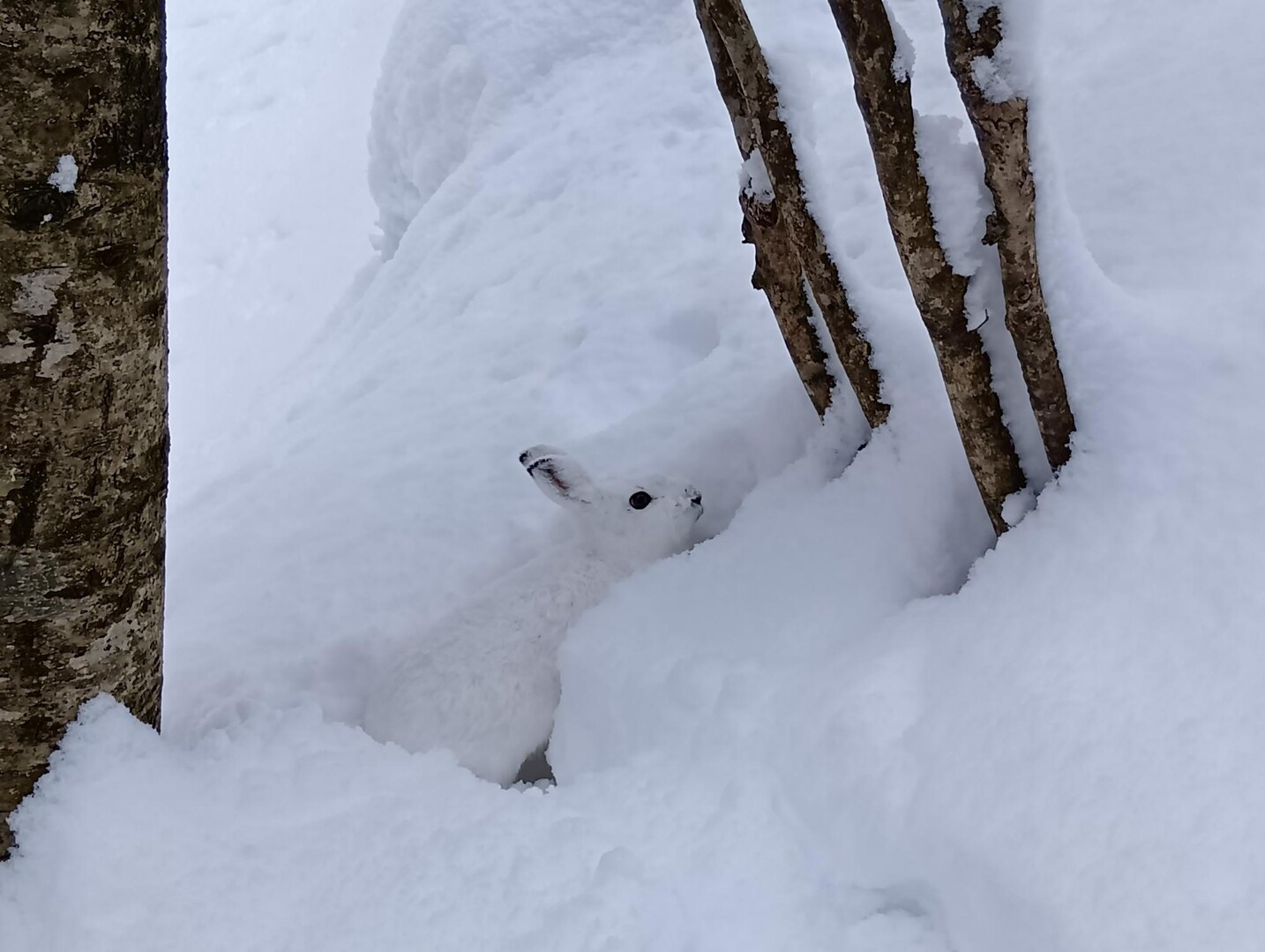 仕事中に遭遇したユキウサギ🐇 / Tomoさんのモーメント | YAMAP / ヤマップ