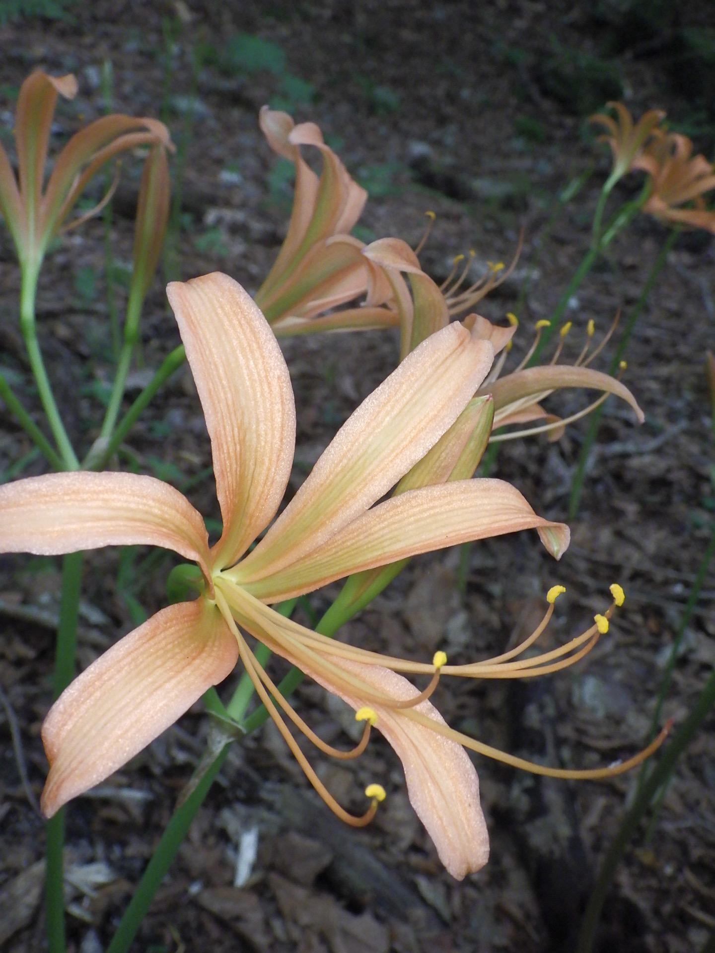 夏の花たちを探して 脊振山 / motomickyさんの脊振山・金山の活動データ | YAMAP / ヤマップ