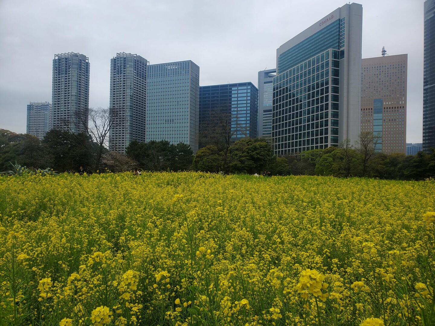 (続) 東京と木とちょっと難儀な旅 / はやぽんさんのTokyo Tree Trek (Section 5)の活動データ | YAMAP / ヤマップ