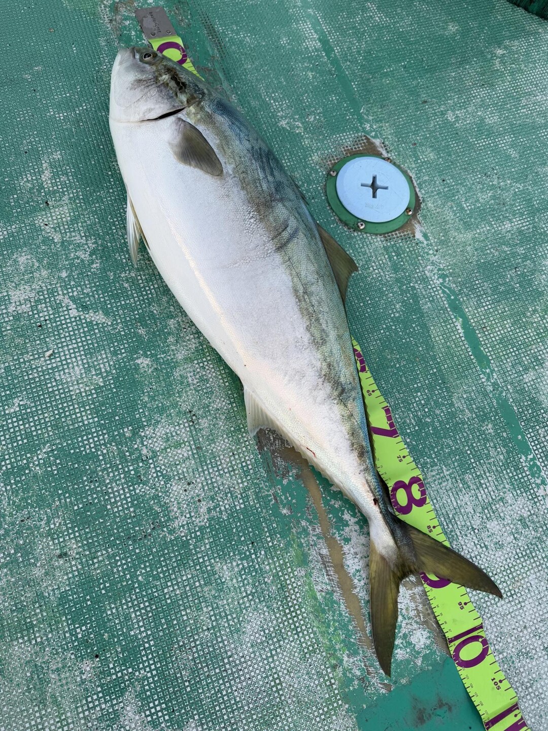 和歌山県串本でカセ釣り ブリ2本捕獲！ / masayanさんのモーメント | YAMAP / ヤマップ