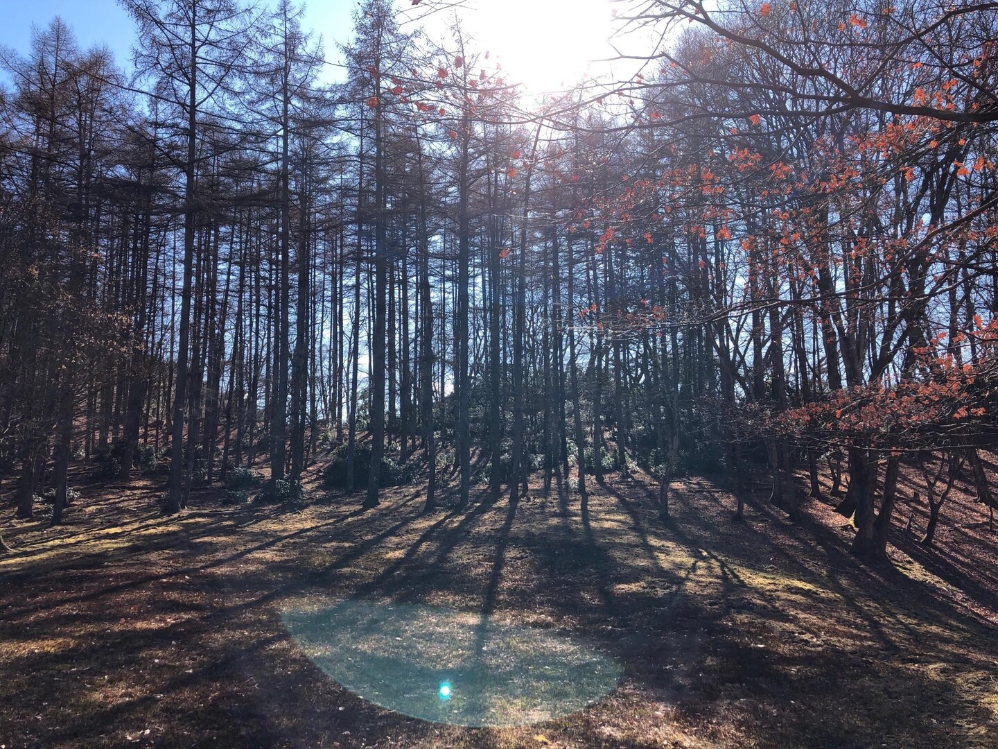 武甲山御嶽神社 / yhmgcさんの武甲山・伊豆ヶ岳・小持山の活動データ | YAMAP / ヤマップ