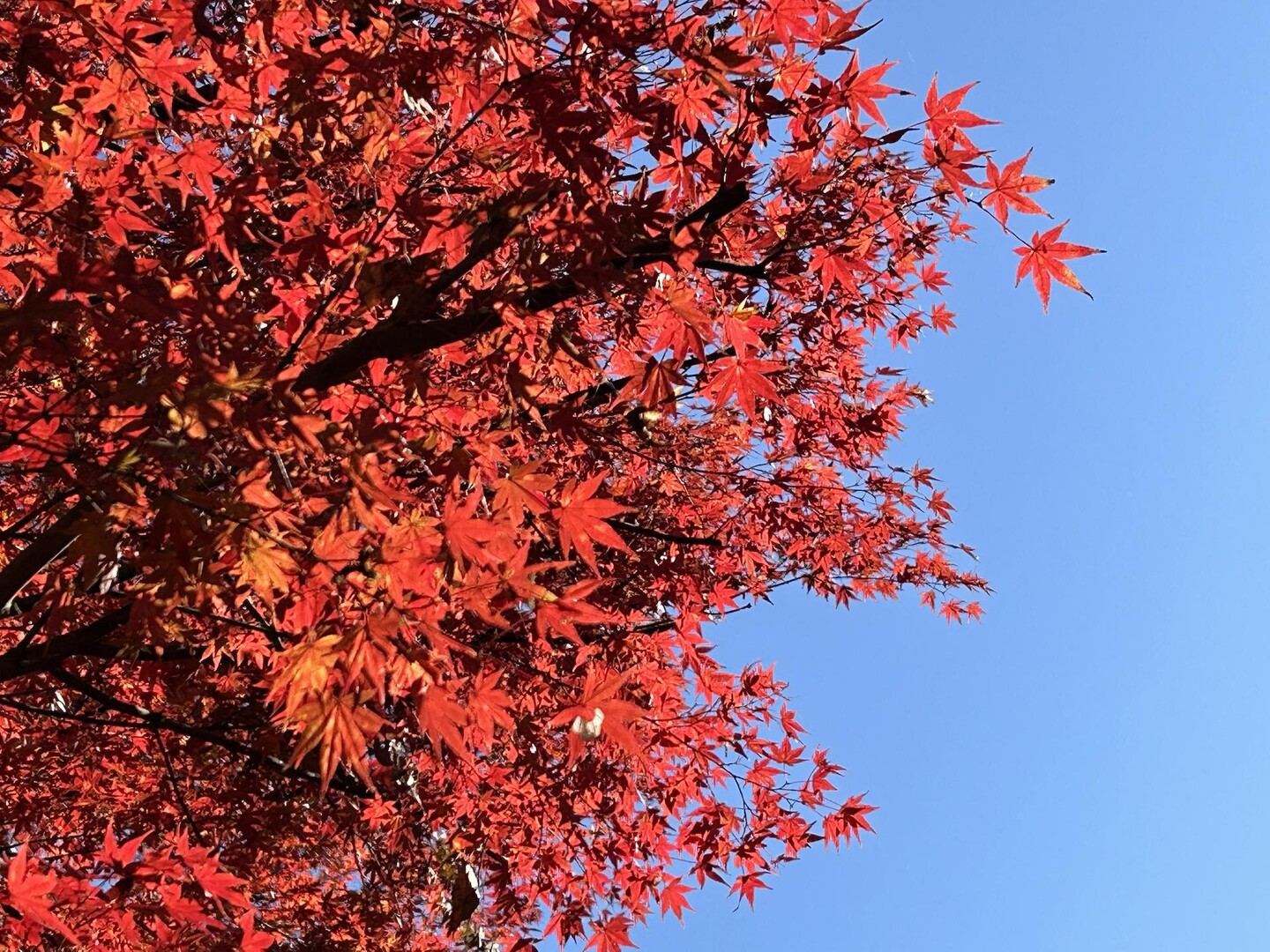 高尾山〜城山（小仏城山） / nonさんの高尾山・陣馬山・景信山の活動データ | YAMAP / ヤマップ