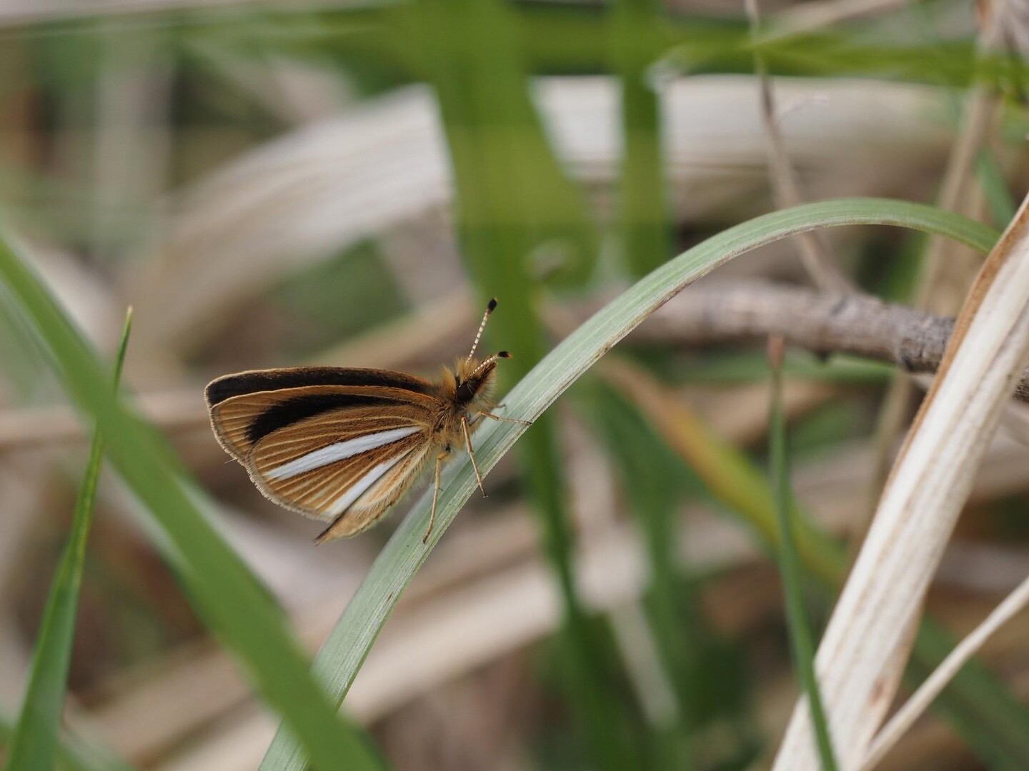 今年もギンイチモンジセセリ、略してギンイ... / JICKさんのモーメント | YAMAP / ヤマップ