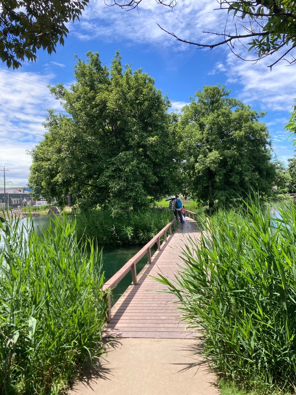 三島散歩 妻とランチをしに、歩いて「まちに行く」。🚶‍♂️ / ふぁん太G3さんの東海道五十三次 (三島宿・沼津宿・原宿・吉原宿)の活動日記 | YAMAP / ヤマップ