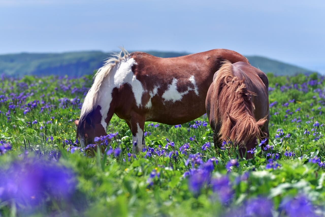 「あやめケ原」でおもてなし散歩、と言いつつ馬の撮影に夢中になっていた件 / K.Yamaさんの厚岸町 東エリアの活動データ | YAMAP / ヤマップ