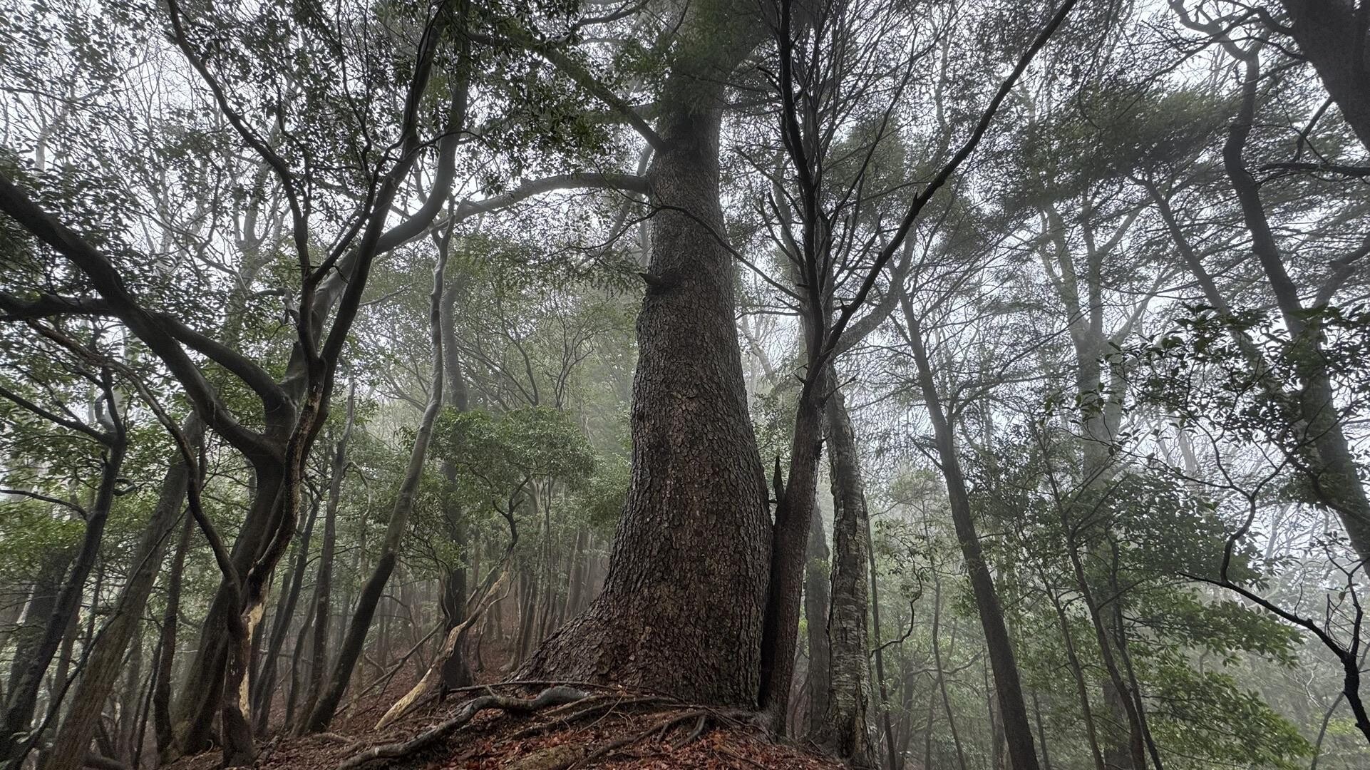 坊主山・北屏風山・屏風山・八百山・馬の背山・黒の田山・月山・田代山 / ANZUNUKOさんの屏風山の活動データ | YAMAP / ヤマップ